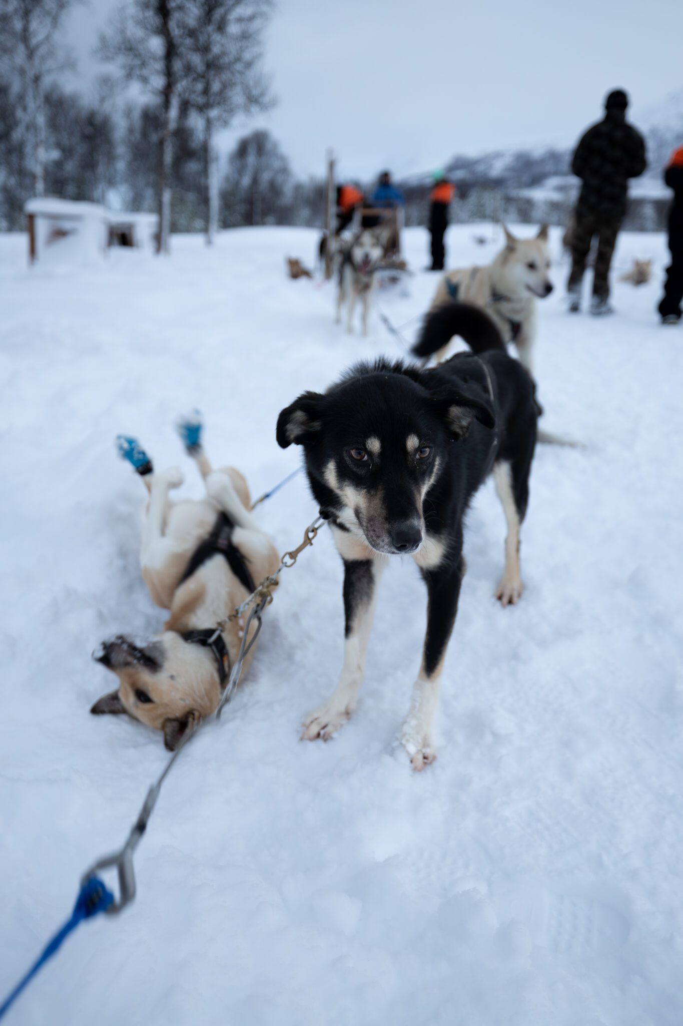 One Week in Tromsø, Norway: Winter Trip Review & Arctic Itinerary - Off ...